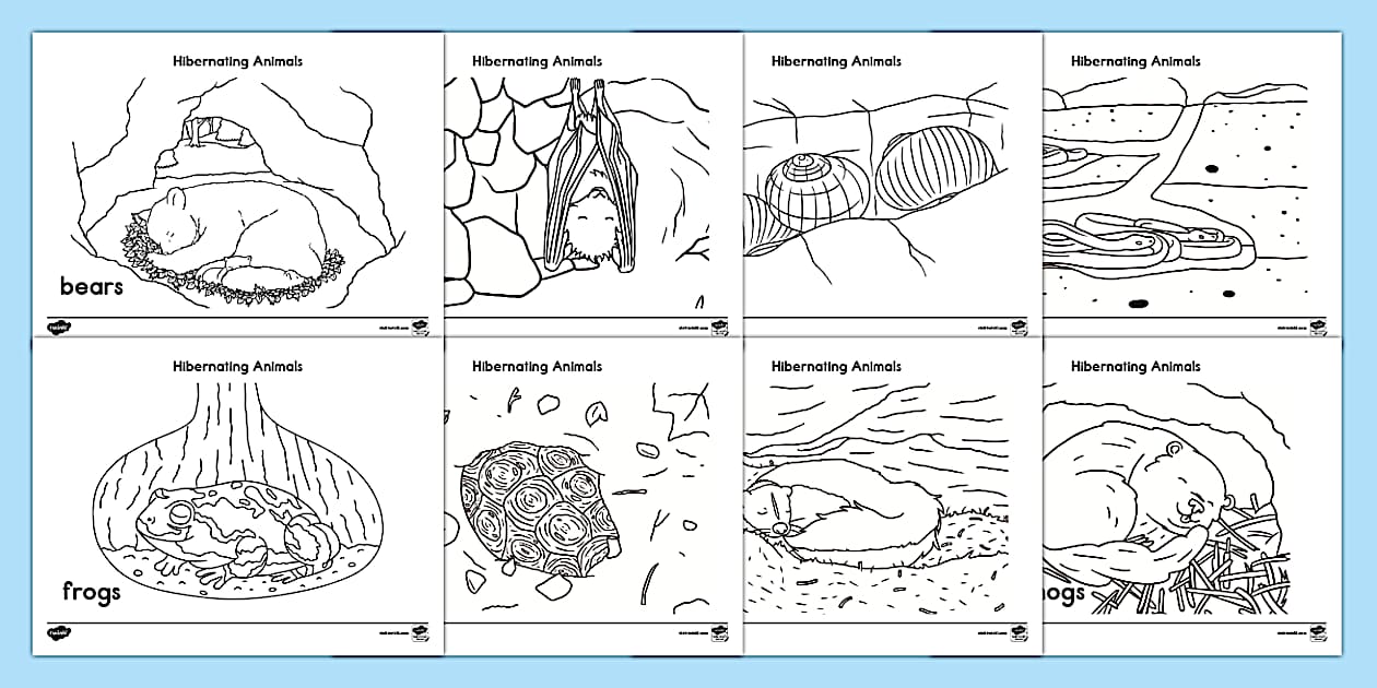 Hibernating Animals Coloring Pages | Twinkl USA - Twinkl