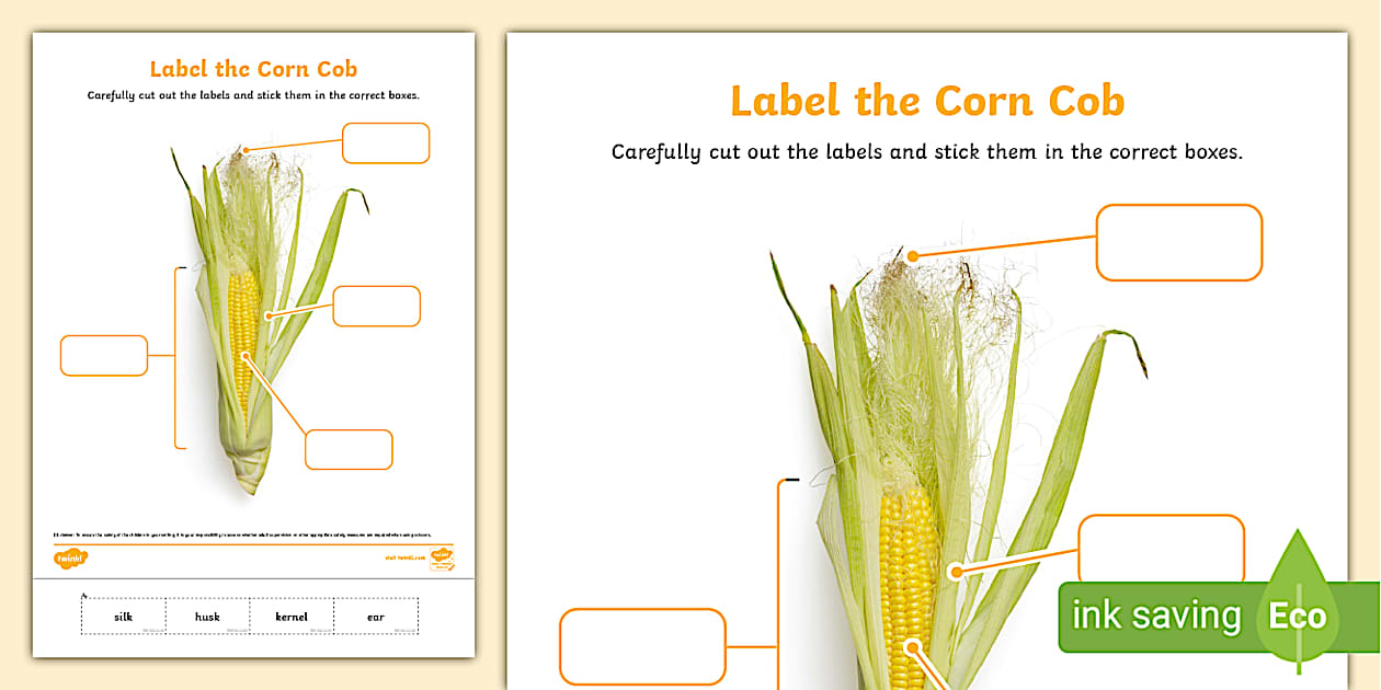 Parts of Corn Labelling Activity (teacher made) - Twinkl