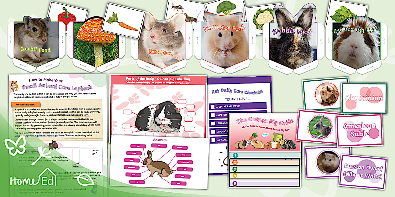 Small Animal Care Lapbook: Rodents (teacher made) - Twinkl