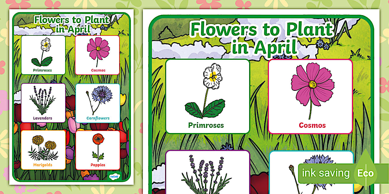 Flowers to Plant in April Display Poster (teacher made)