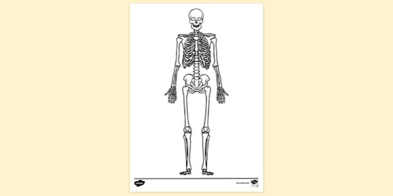 Skeletal Systems Skeleton Colouring | Colouring Sheets