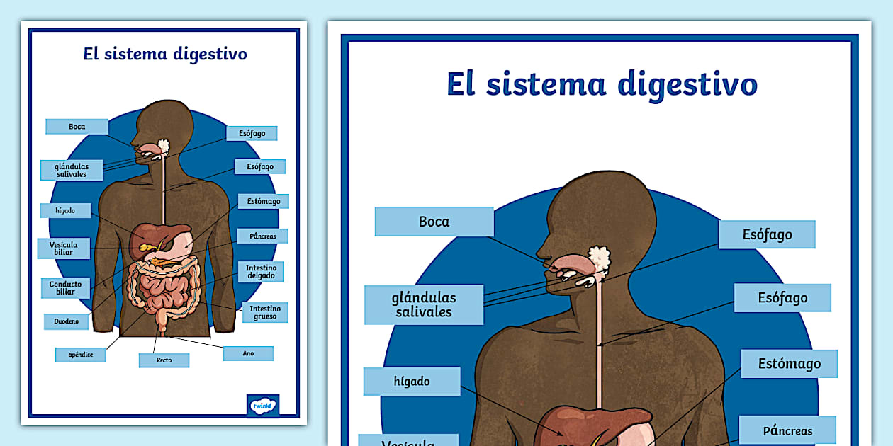 Póster: Dibujo del sistema digestivo a color | Twinkl