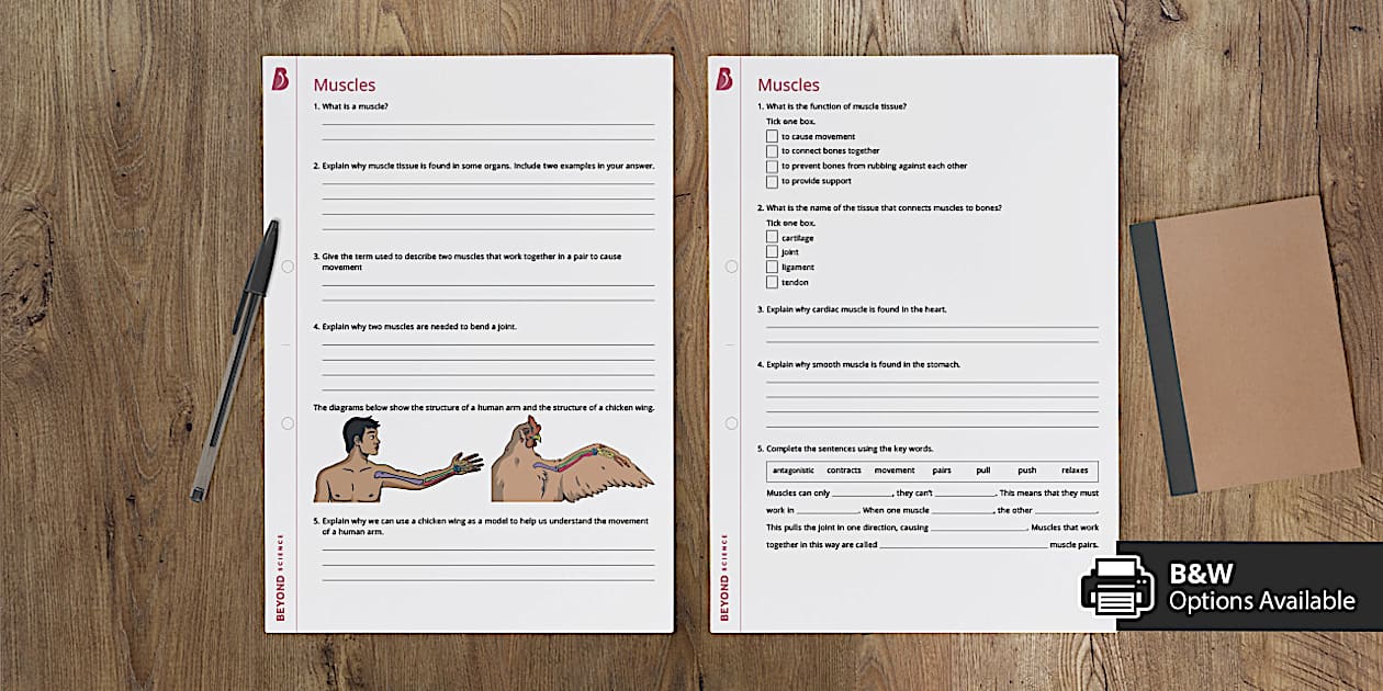 Muscles Worksheet | Biology | Beyond Secondary - Twinkl