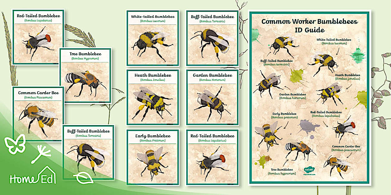 Bees Identification - Bumblebee Worker ID Guide - Twinkl