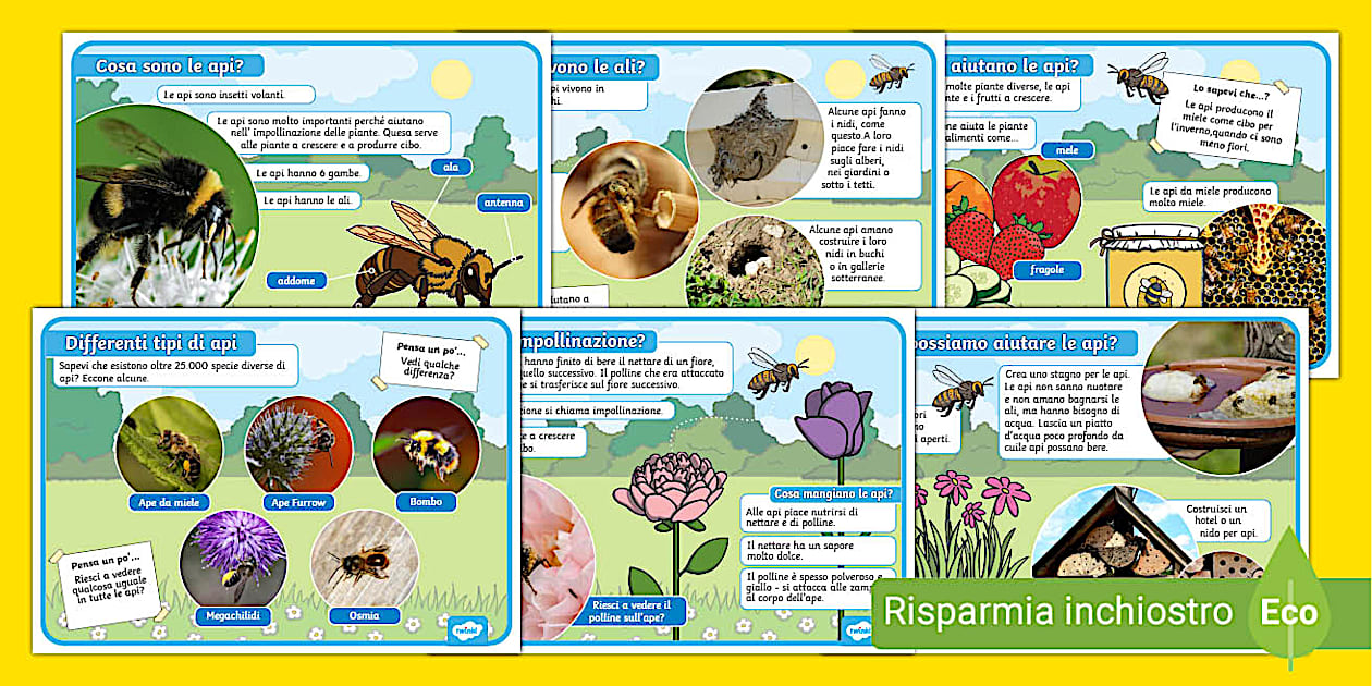 Scheda: Tutto sulle api (teacher made) - Twinkl