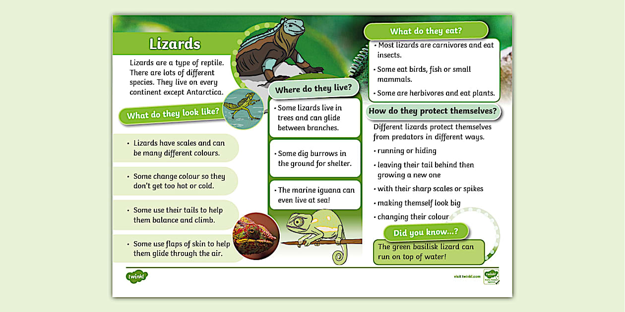 KS1 Lizard Fact File | KS1 Science | Twinkl (teacher made)