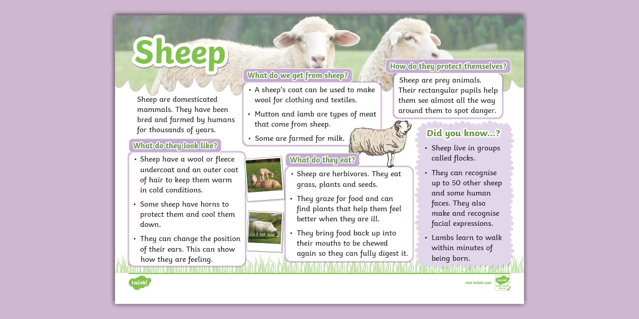 KS1 Sheep Fact File (teacher made) - Twinkl