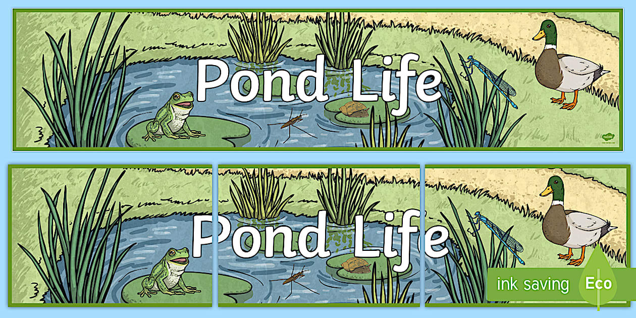 Cursive Pond Life Display Banner (teacher made) - Twinkl
