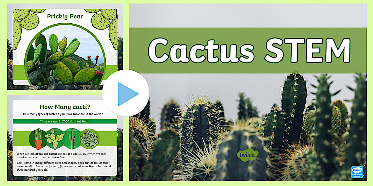 Cactus STEM Activity (Teacher-Made) - Twinkl