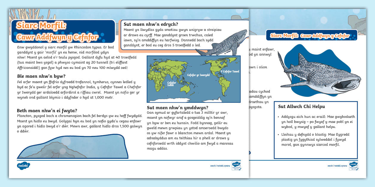 Ffeil Ffeithiau Siarc Morfil (Hecho por educadores) - Twinkl