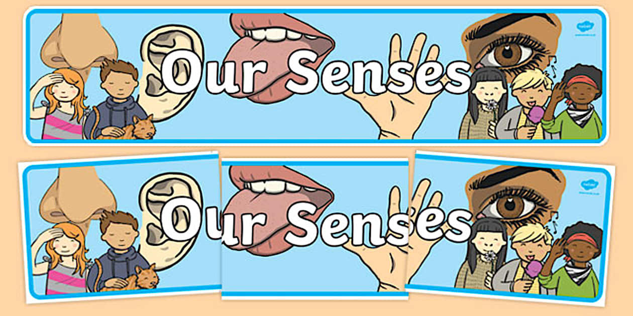 👉 'Our Senses' Display Banner (teacher made) - Twinkl