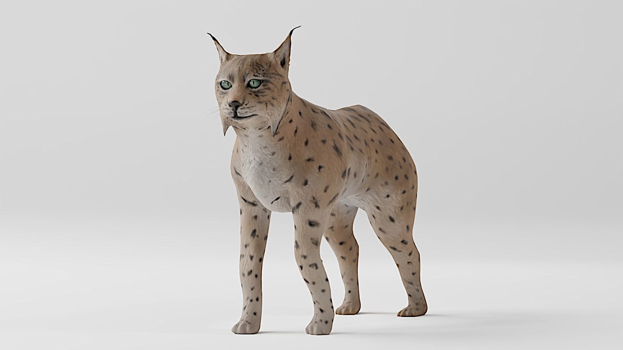 3D Model: Mammals - Iberian Lynx (Teacher-Made) - Twinkl