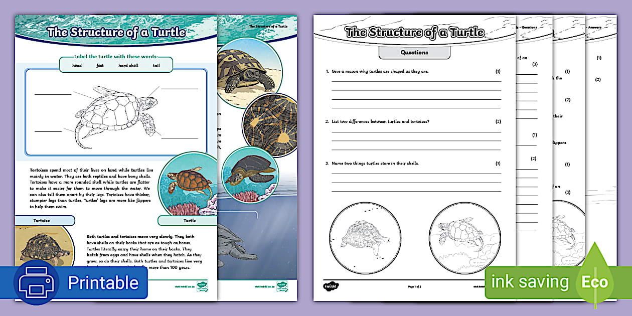 Structure of a Turtle - Activity Sheet - Twinkl