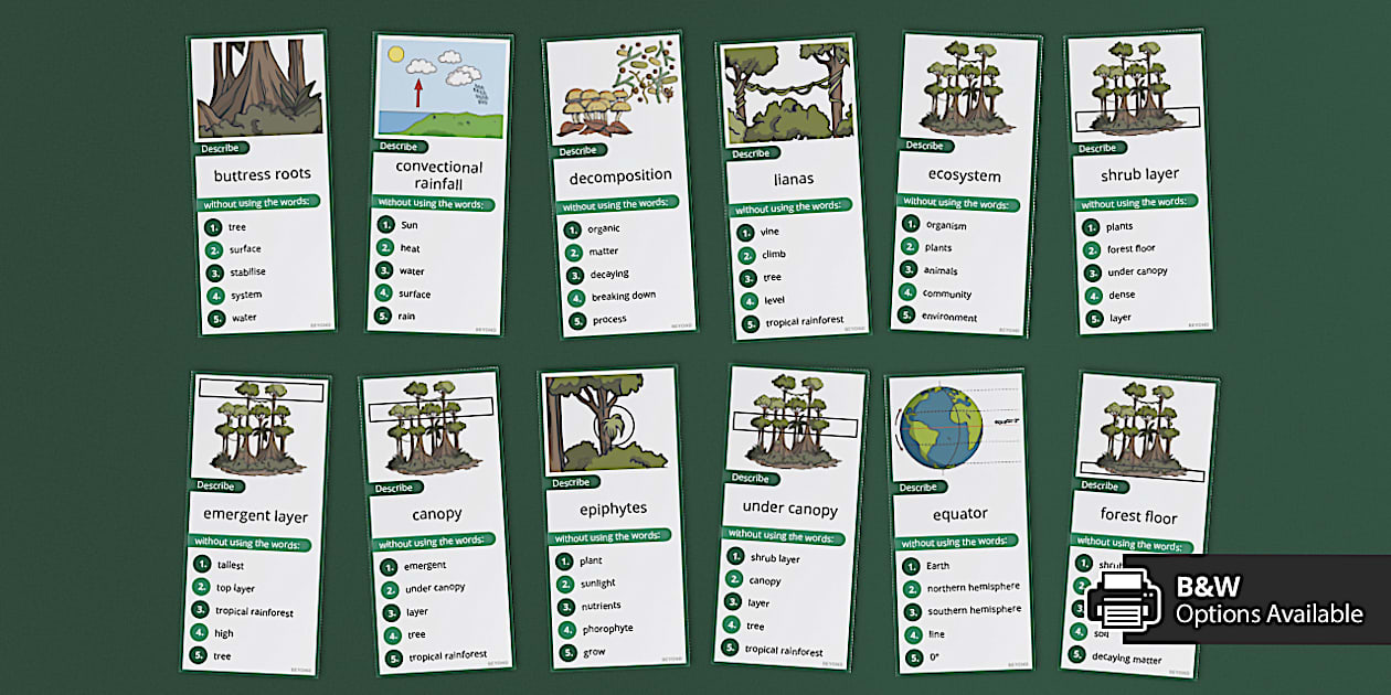GCSE KS4 AQA Tropical Rainforests Can You Guess? Cards