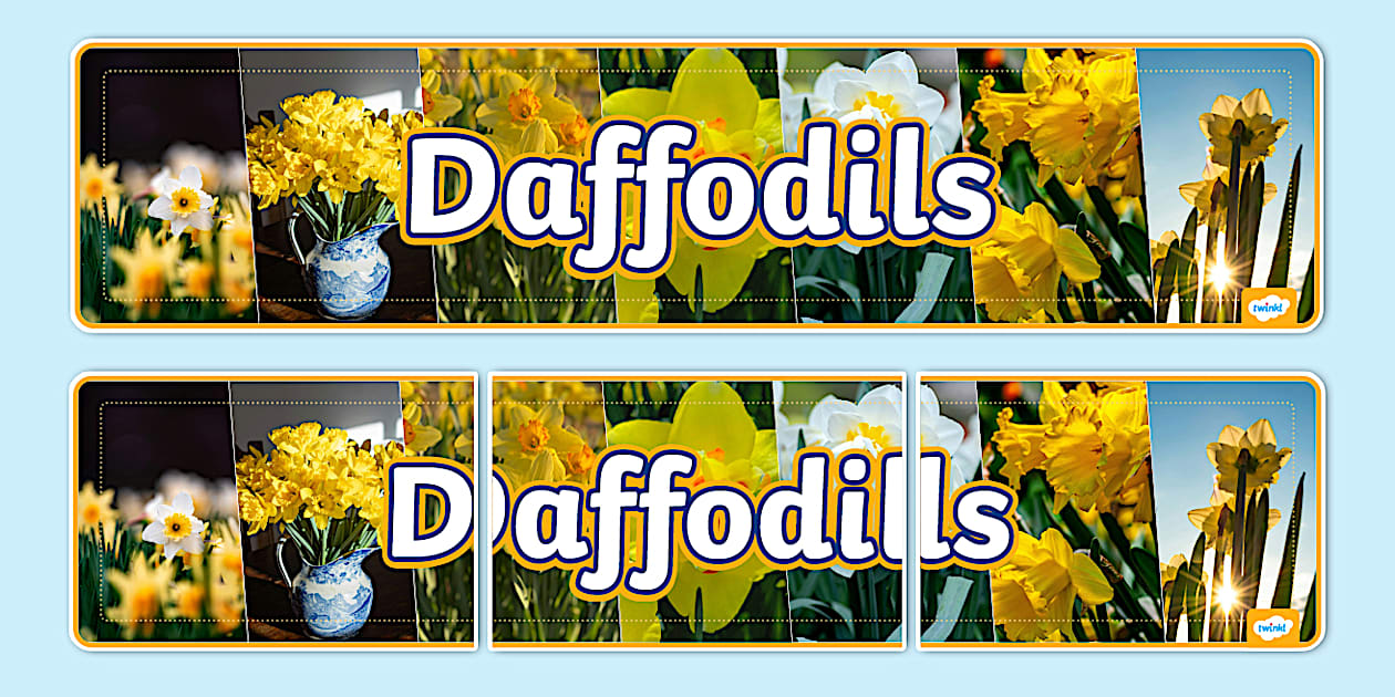 Daffodils Photo Display Banner (Teacher-Made) - Twinkl