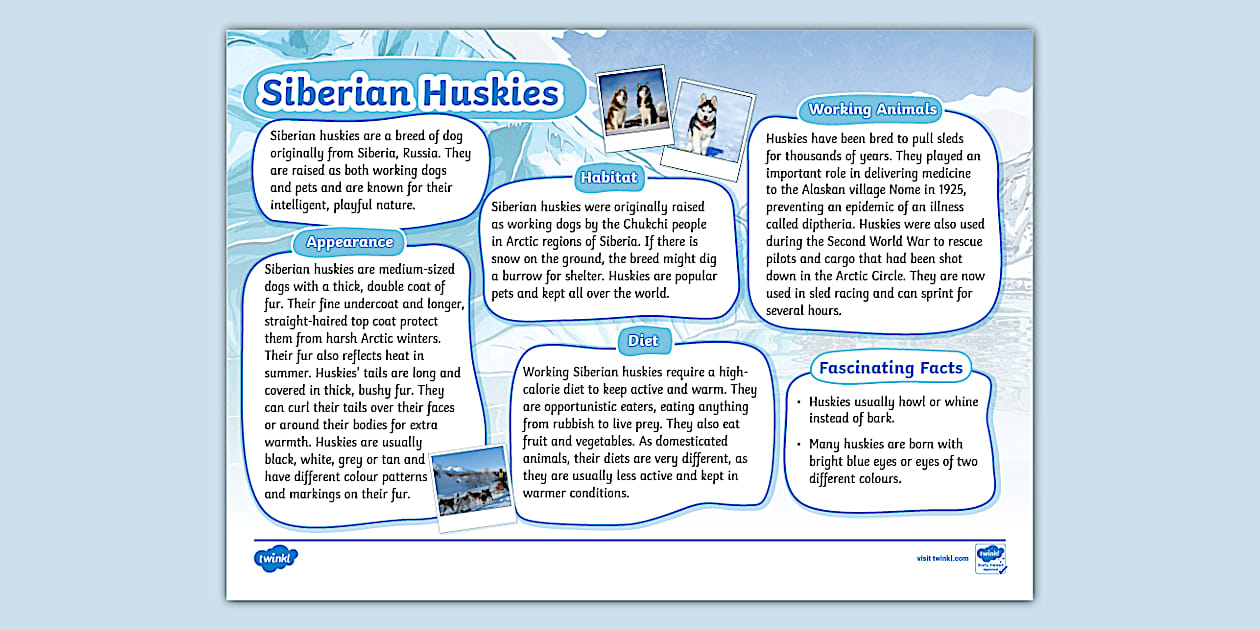 Huskies Fact File - Twinkl - KS2 (teacher made) - Twinkl