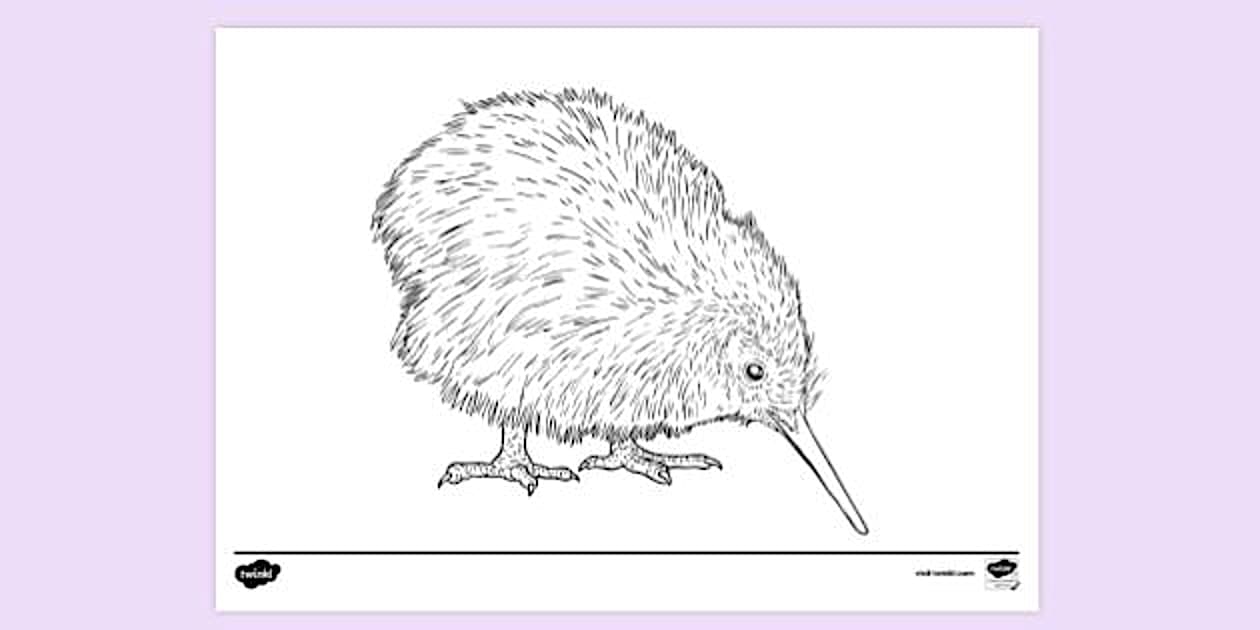 Cute Kiwi Colouring Sheet | Colouring Sheets (teacher made)
