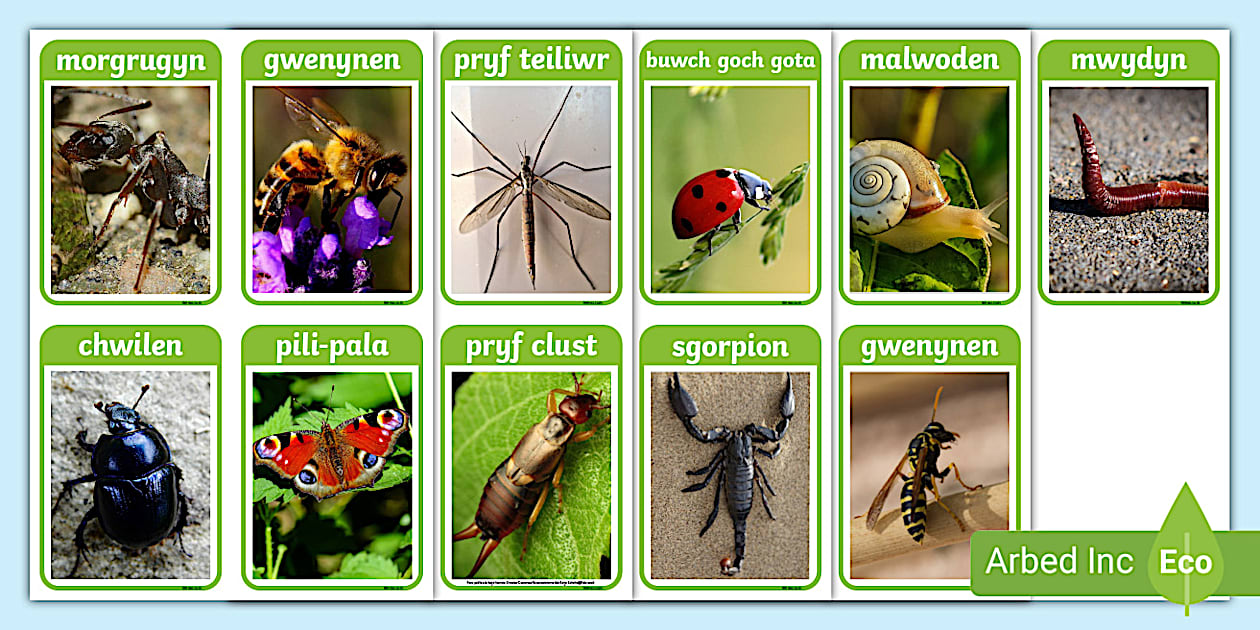 Cardiau Fflach Bwystfilod Bach (teacher made) - Twinkl