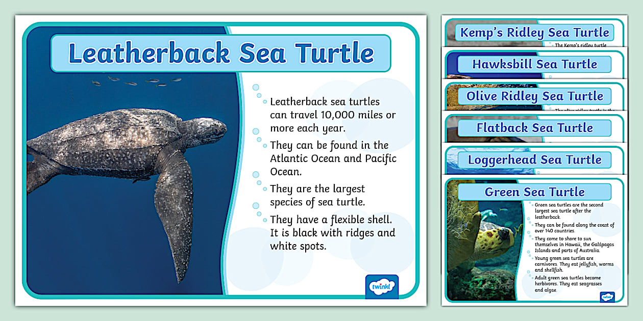Sea Turtle Species Display Posters - Twinkl -KS1 - Twinkl