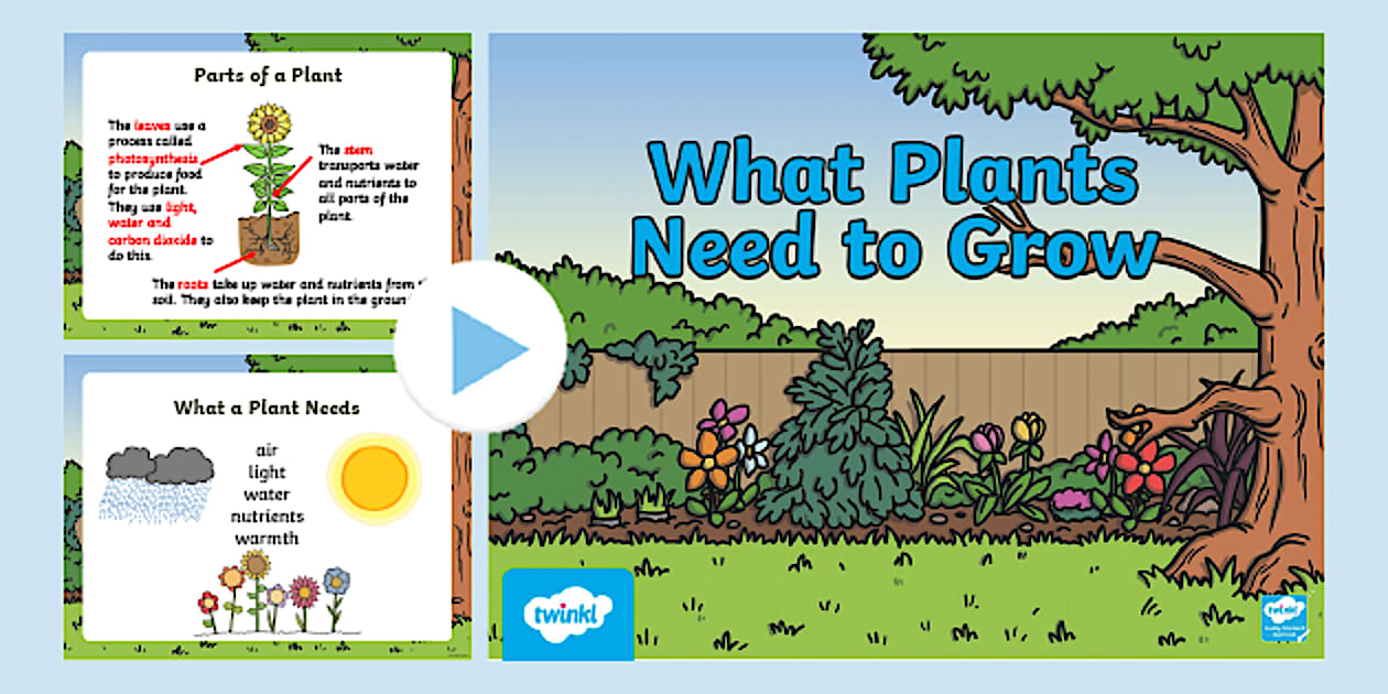 What Plants Need to Grow PowerPoint - Twinkl
