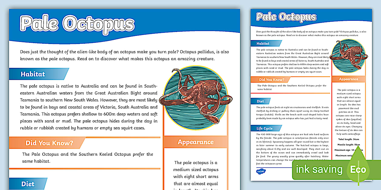 Pale Octopus Fact File (teacher made) - Twinkl