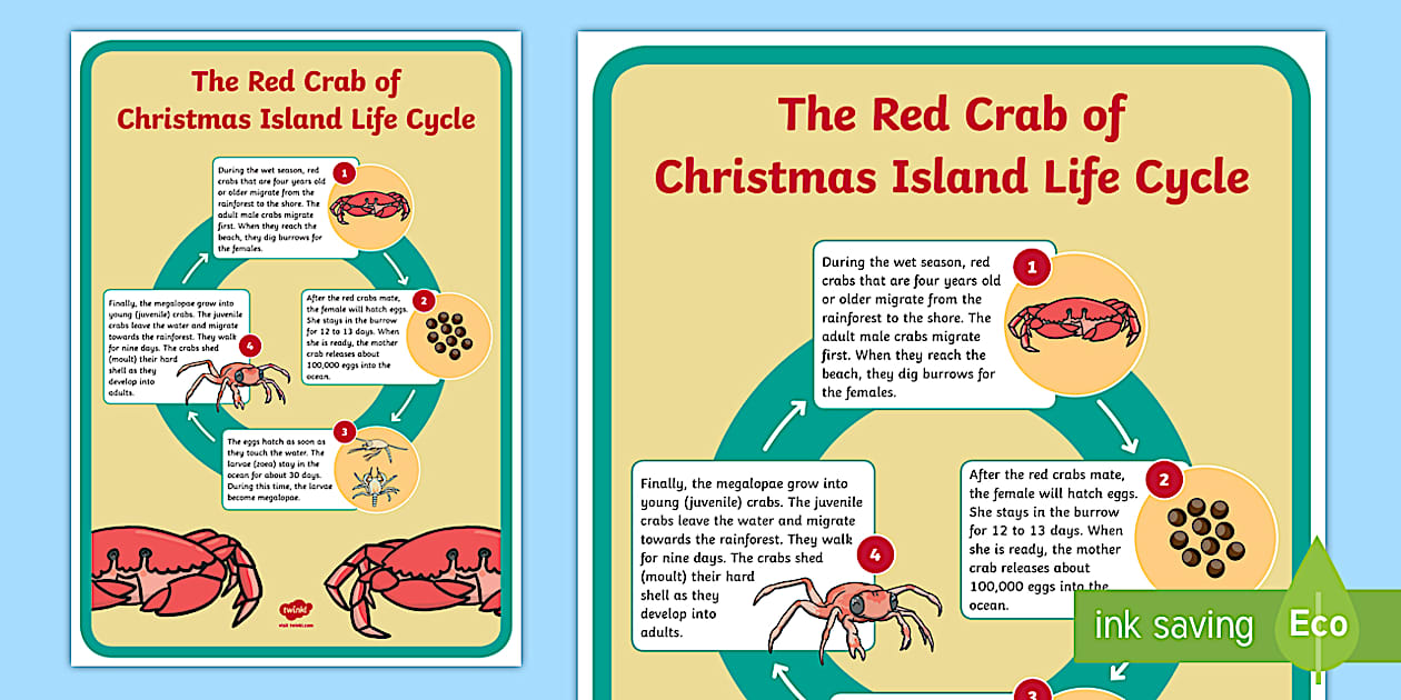 Red Crab Life Cycle Display Poster - Twinkl
