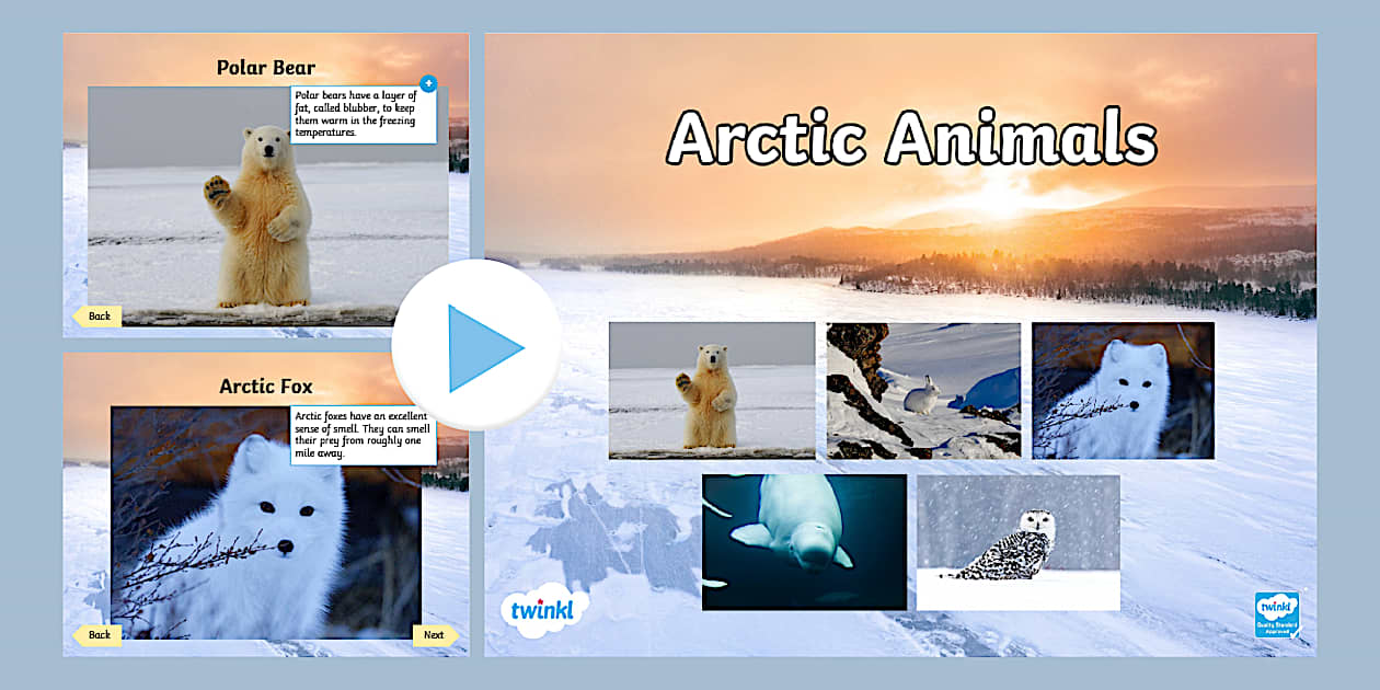 Arctic Animals Photo PowerPoint (teacher made) - Twinkl