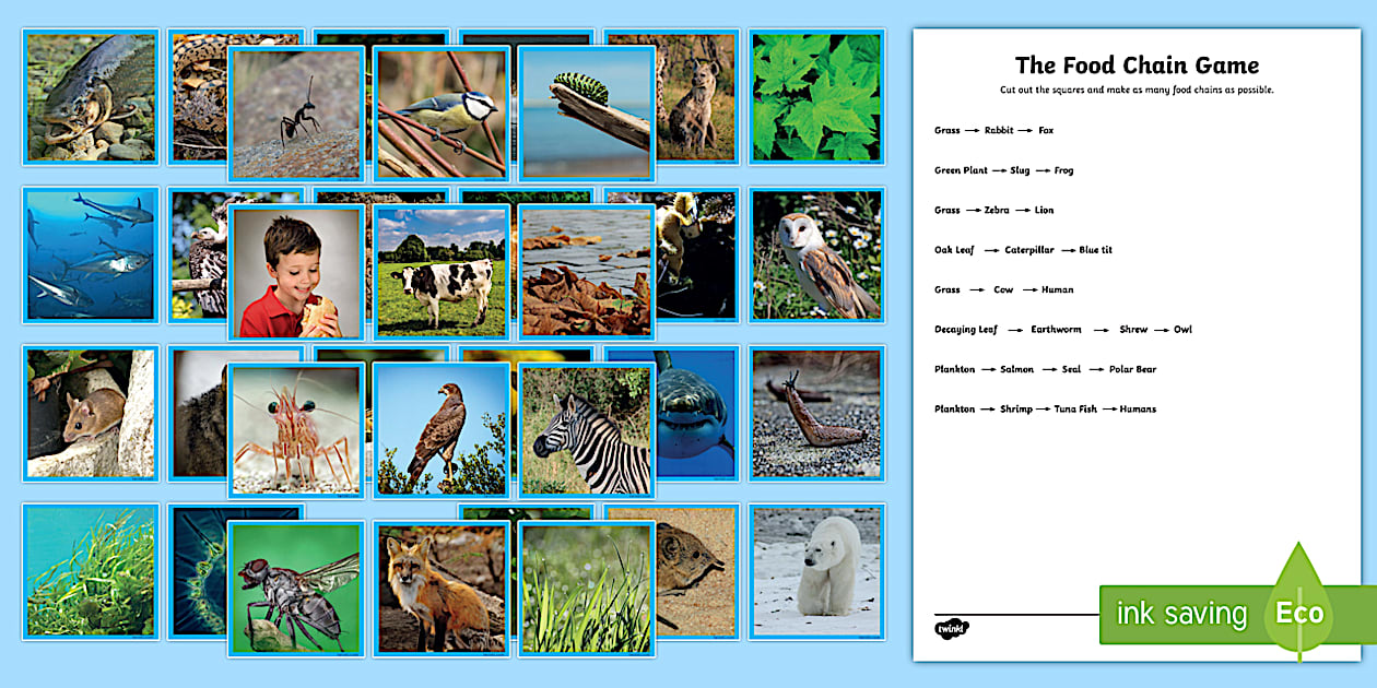 Pictures of the Food Chain Sorting Cards | Twinkl - Twinkl