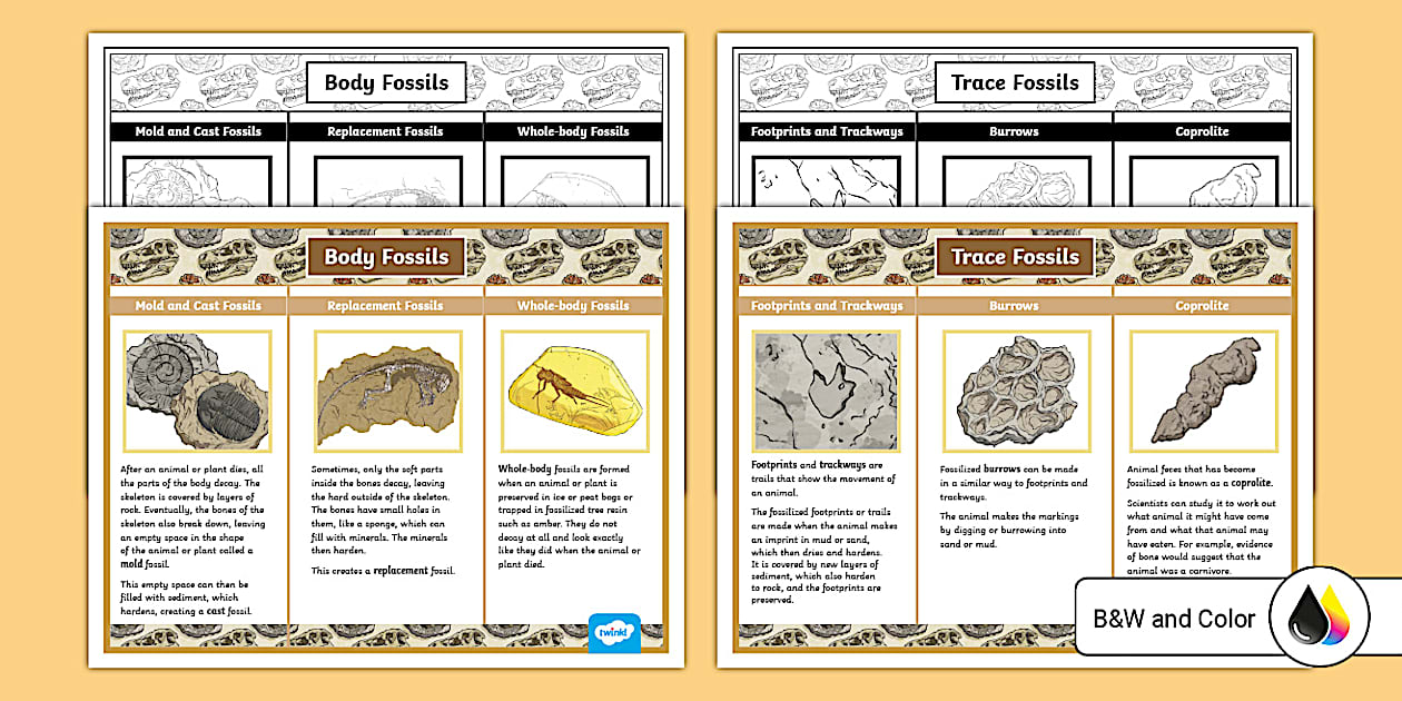 Fossil Types Posters | Science Resource | Twinkl USA