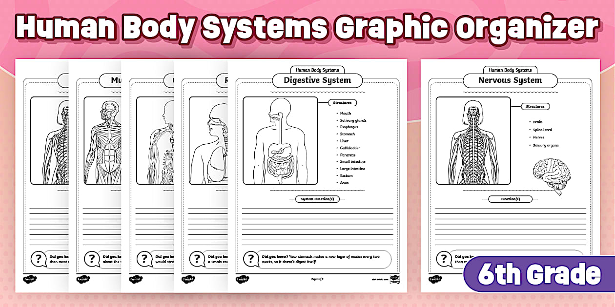 Sixth Grade Human Body Systems Graphic Organizer