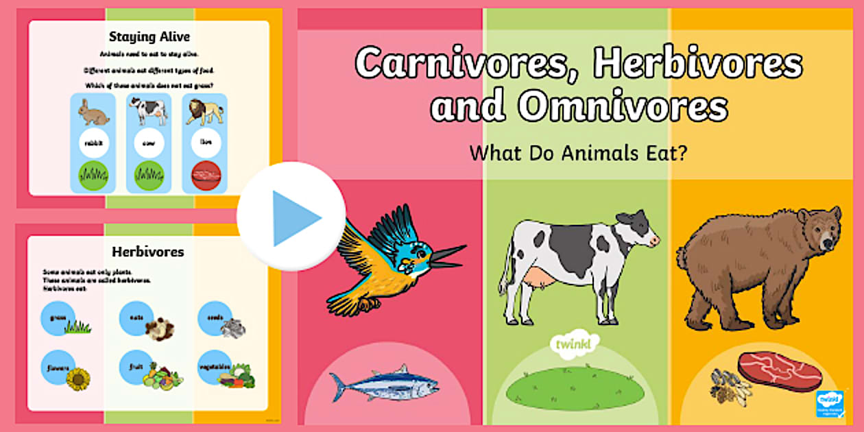 Carnivores Herbivores And Omnivores PowerPoint | Twinkl