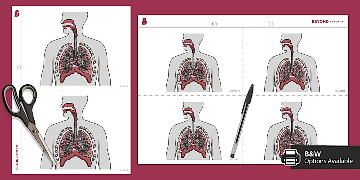 Respiratory System Illustration (teacher made) - Twinkl
