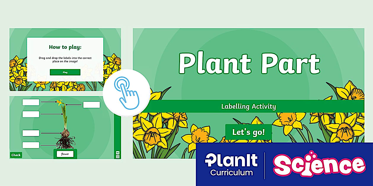 Plant part labelling game for year 1.