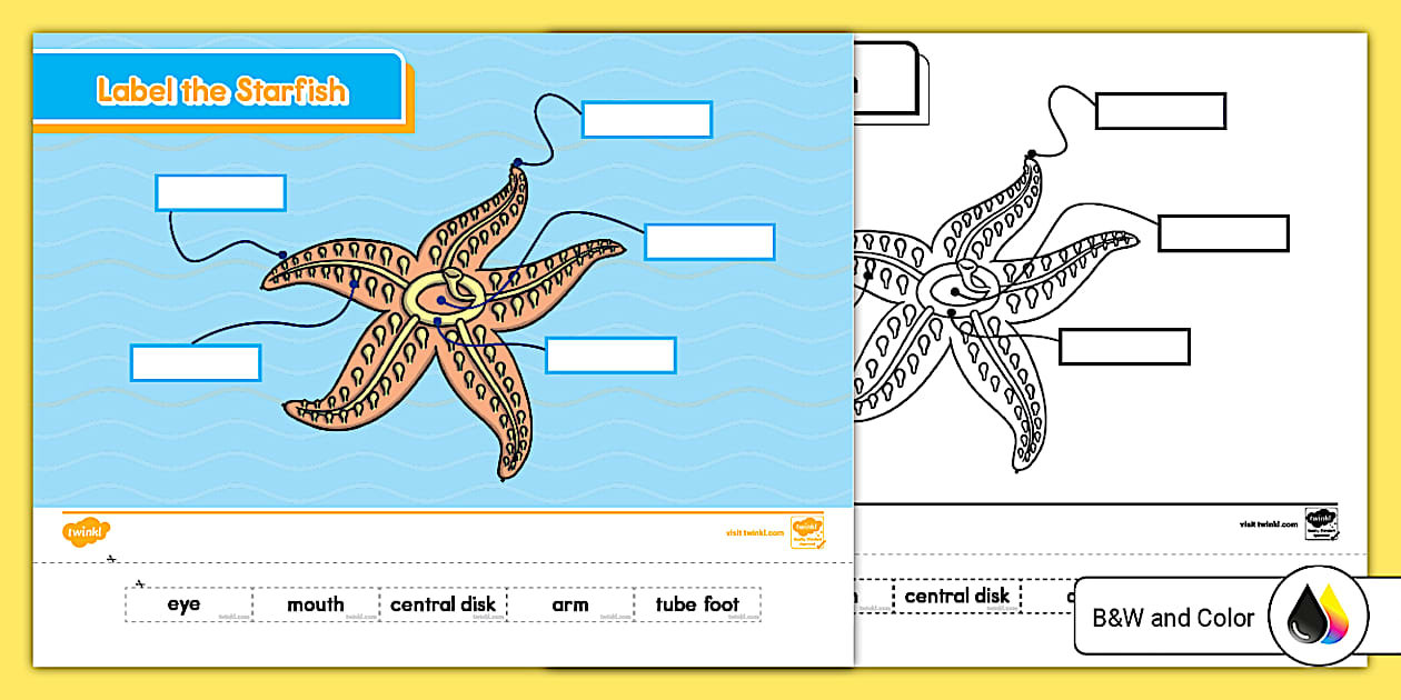 Early Childhood Label the Starfish Cut and Paste Worksheet