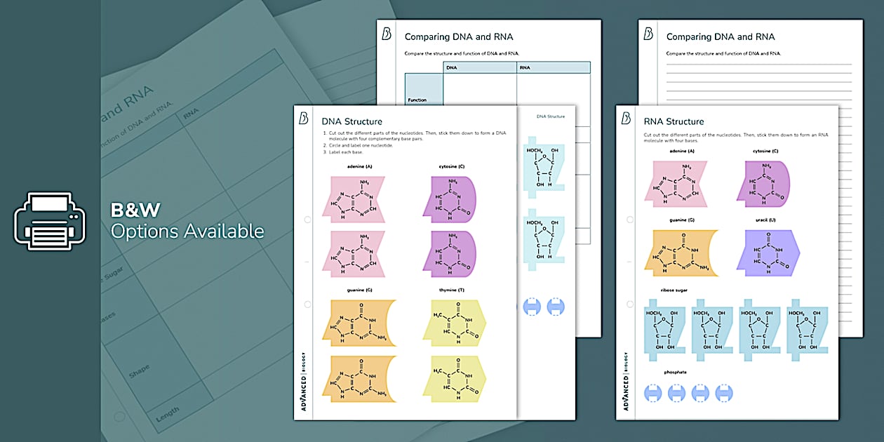 Comparing DNA and RNA Bundle (teacher made) - Twinkl