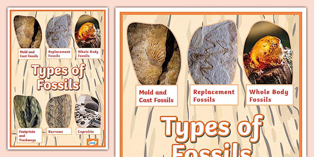 Types of Fossils Display Poster (teacher made) - Twinkl