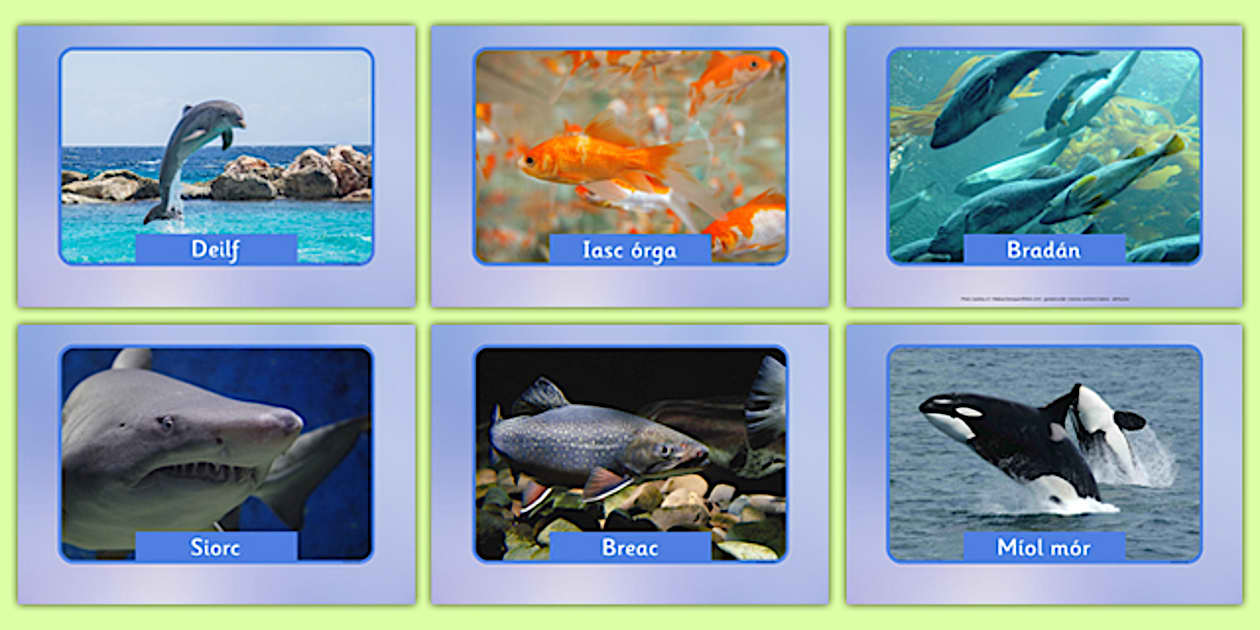 Editable Irish Fish and Sea Creatures Display Photos Gaeilge