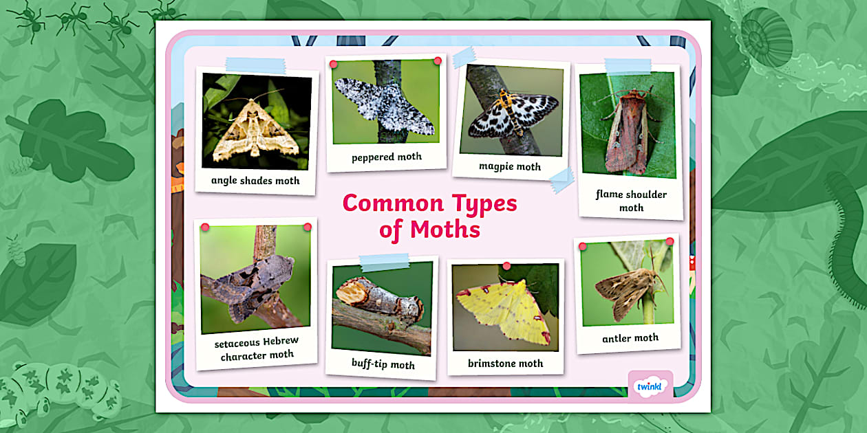 Types of Moths Display Poster | Twinkl Original | EYFS