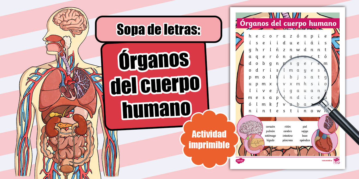 Sopa de letras: Órganos del cuerpo humano
