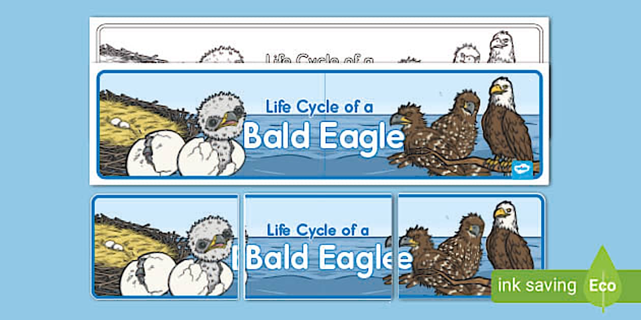 Life Cycle of a Bald Eagle Banner (Teacher-Made) - Twinkl