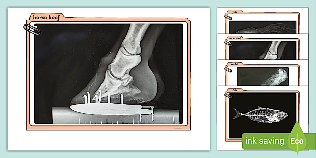Pet X-Rays Photo Pack - Twinkl - KS1 (teacher made) - Twinkl