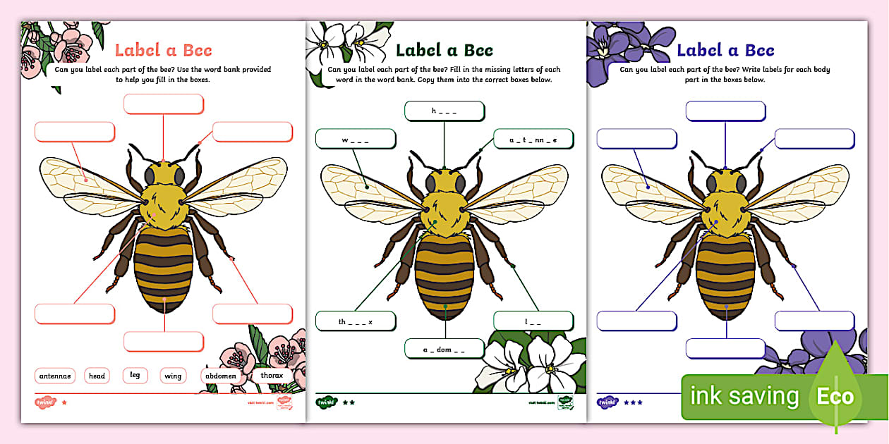 Label a Bee Differentiated Activity - KS1 - Insects - Twinkl