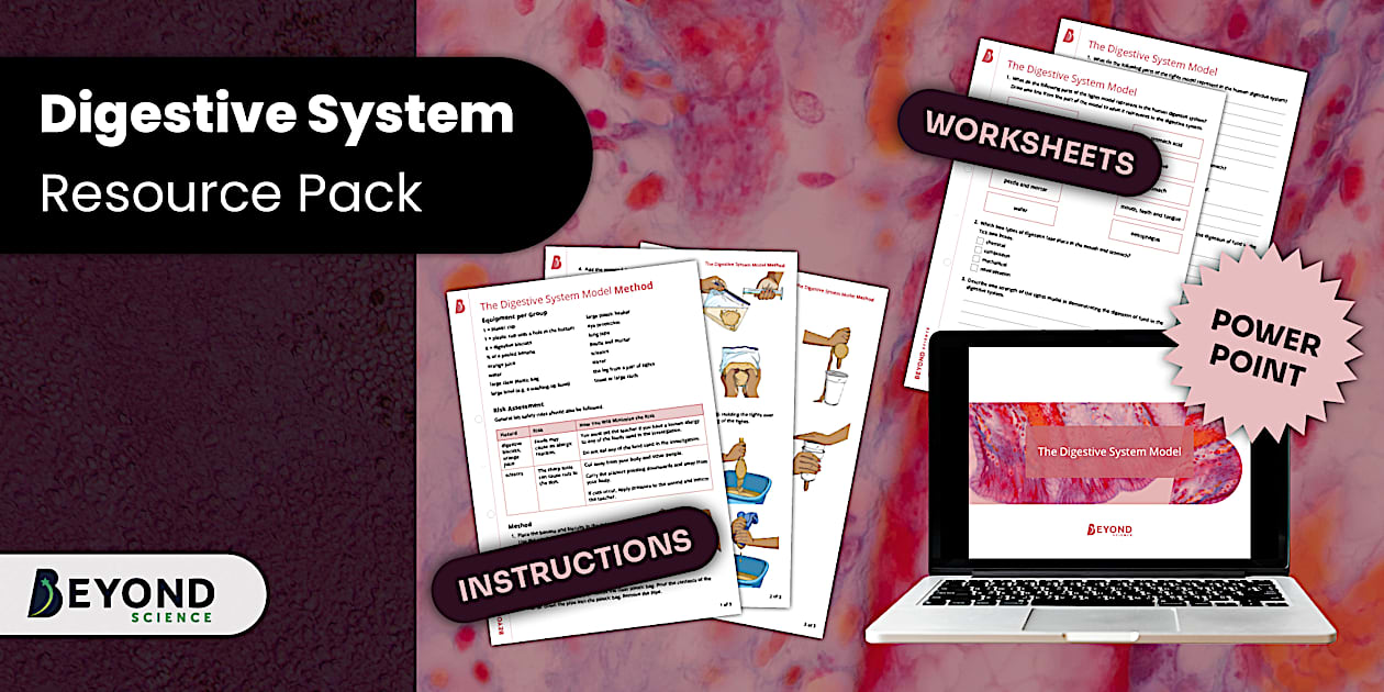 Digestive System Model Investigation | KS3 Biology | Beyond