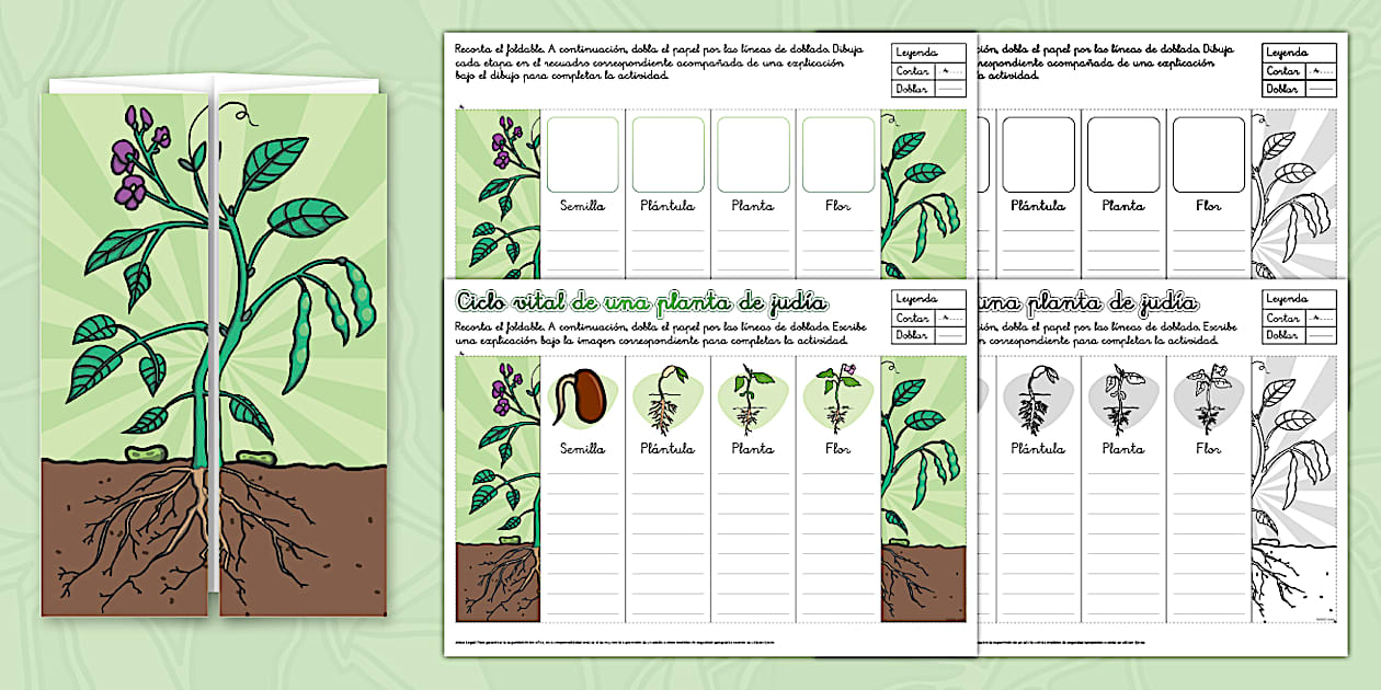 Foldable: Ciclo vital de una planta de judía (teacher made)
