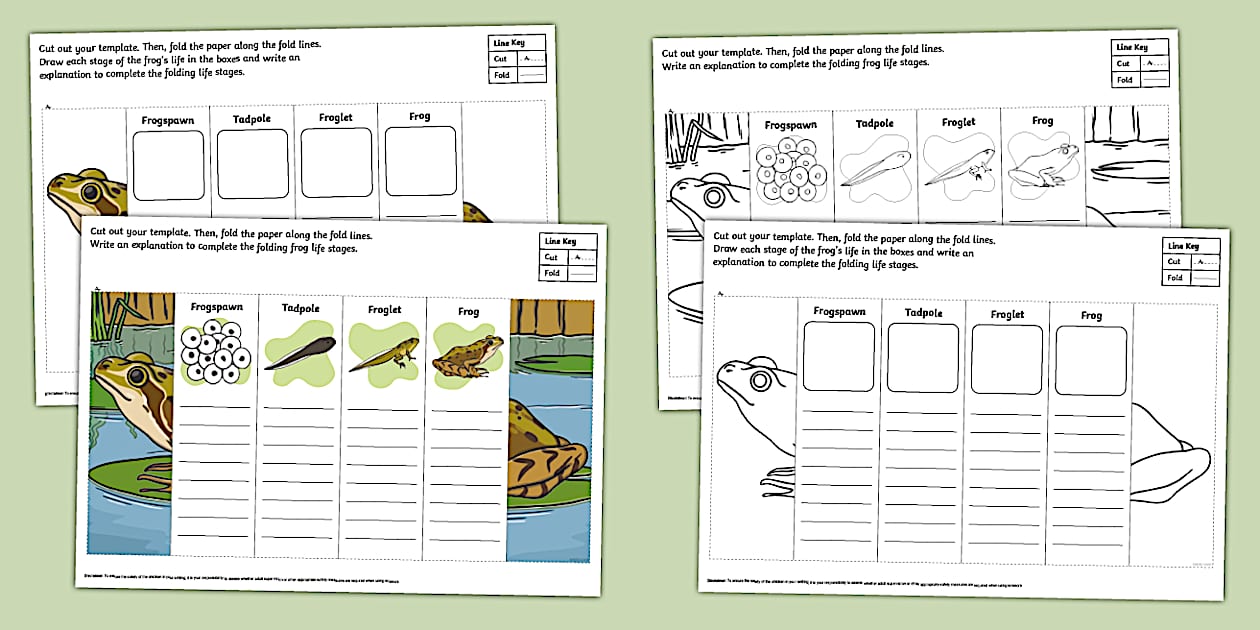 Frog Folding Life Stages Template (teacher made) - Twinkl