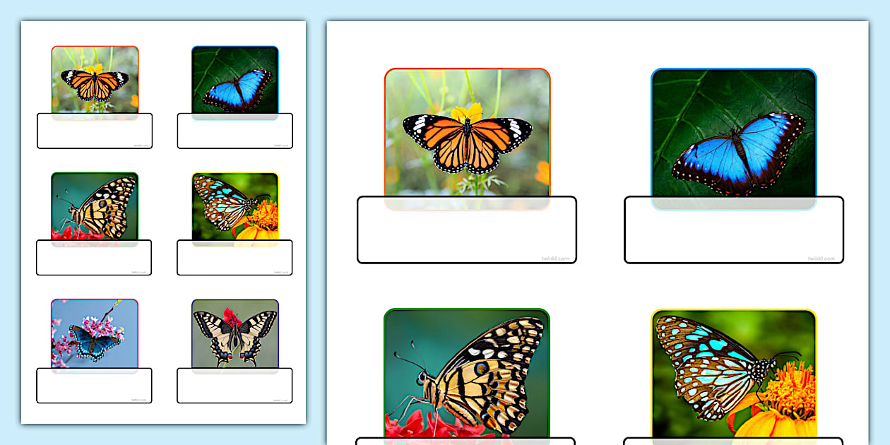 Butterfly Photo Self-Registration Labels (teacher made)