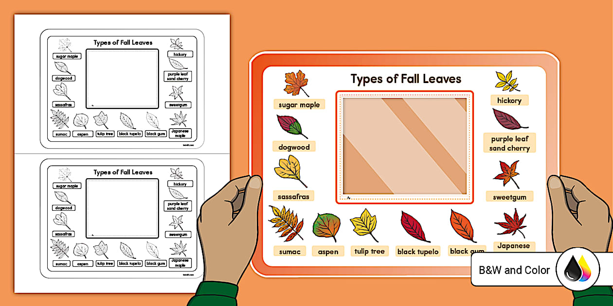 Portable Fall Leaves Identification Frame Viewer - Twinkl