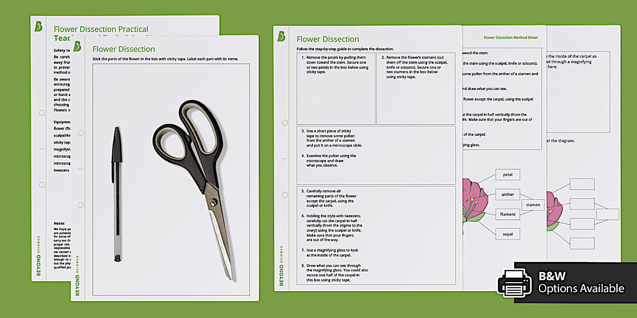 Flower Dissection Practical | KS3 Biology | Beyond - Twinkl