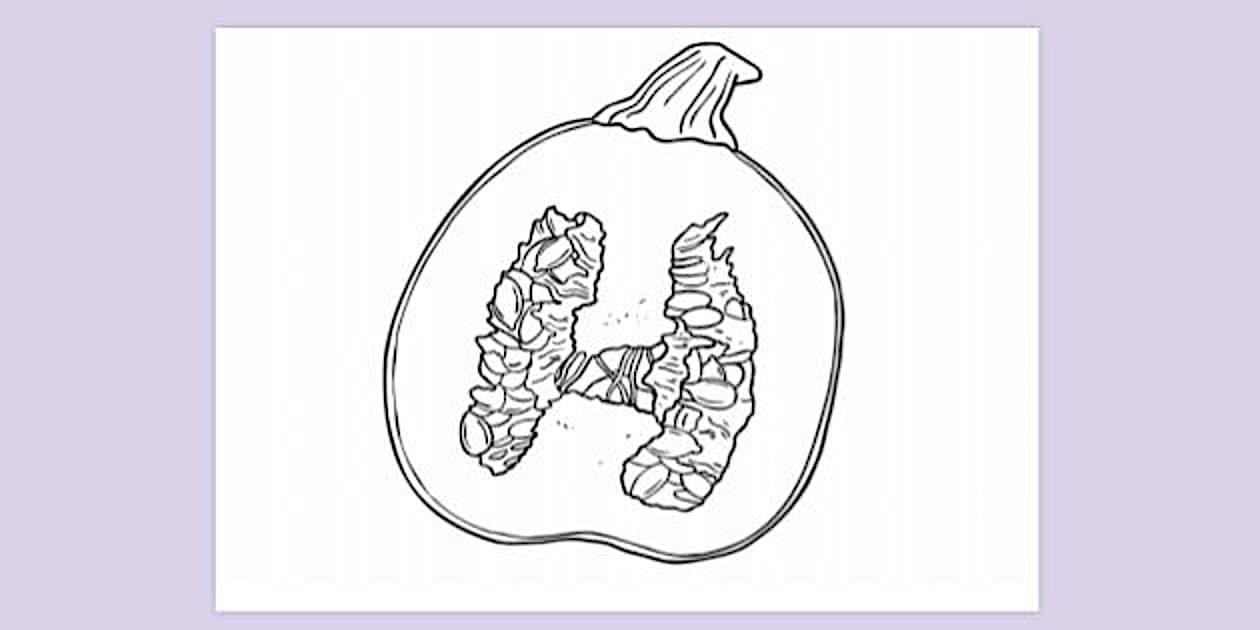 Pumpkin Cross Section Colouring Sheet | Colouring Sheets