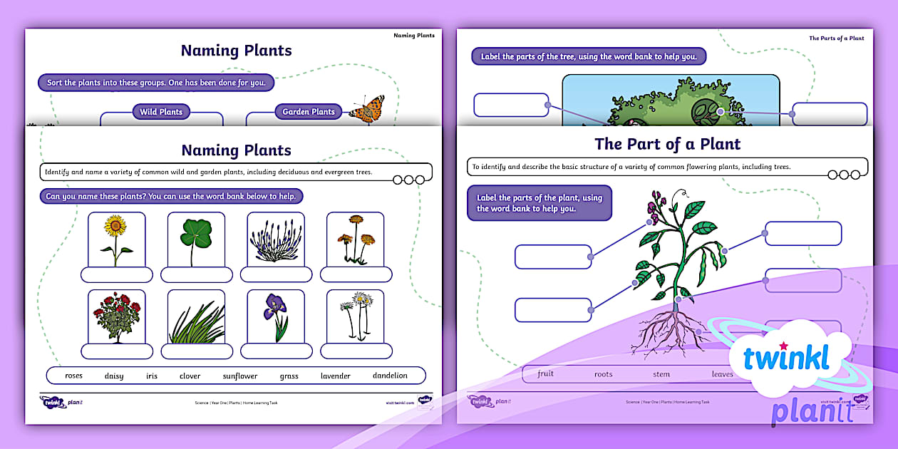 Science: Plants: Home Learning Tasks Year 1 - Twinkl